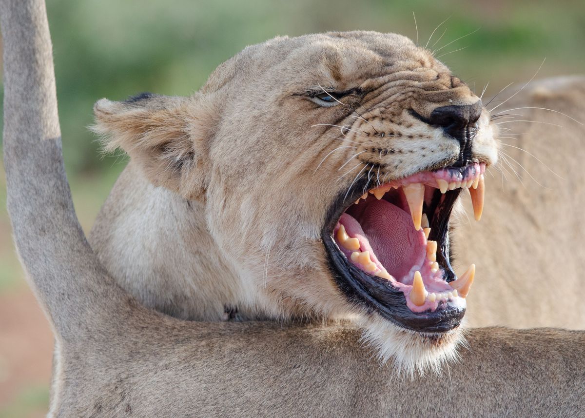 'Grumpy Lion' Poster by Kyle Lewin | Displate