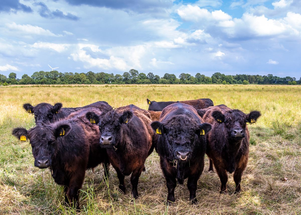 'Cows gang' Poster, picture, metal print, paint by Anjo ten Kate | Displate