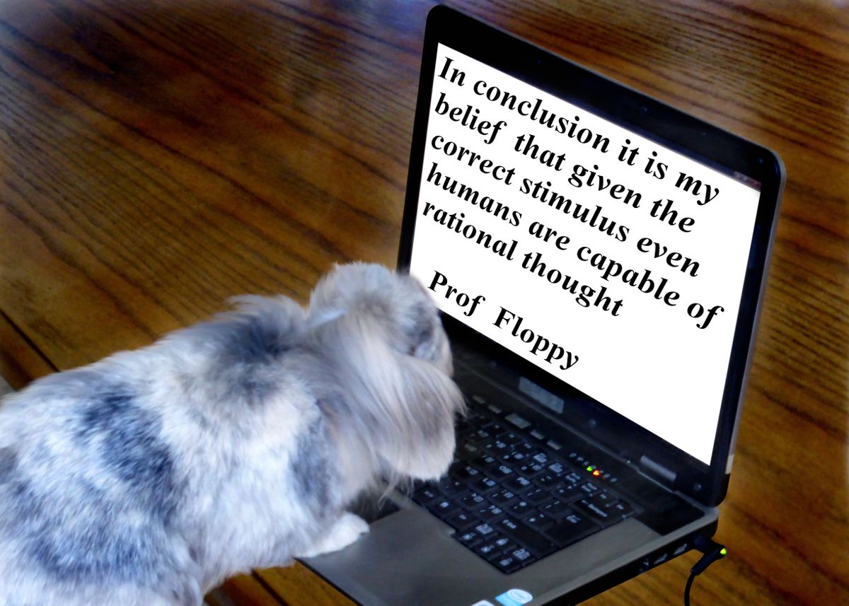 'the professor rabbit' Poster by david taylor | Displate