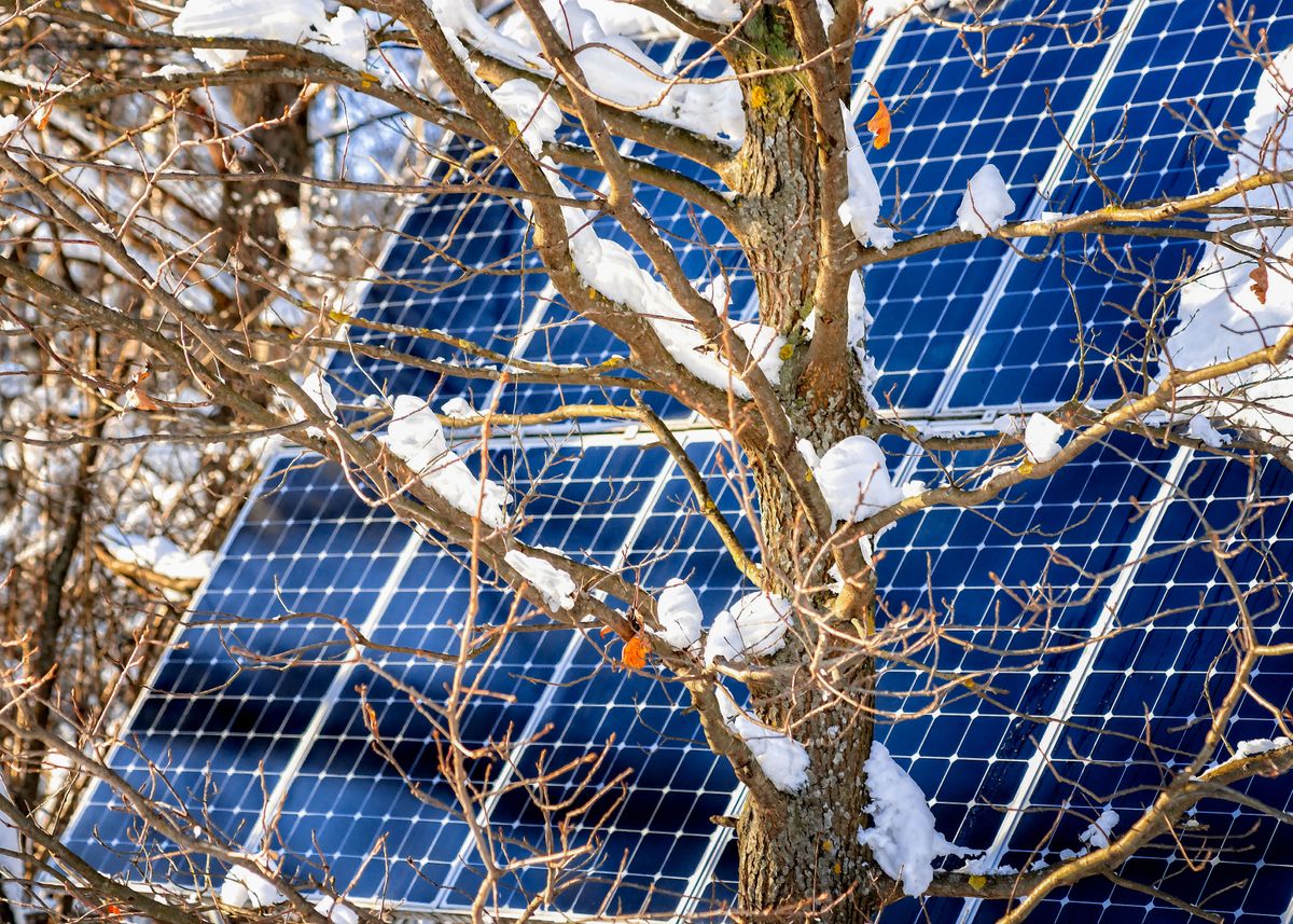 'Photosynthesis Winter' Poster, picture, metal print, paint by Art ...