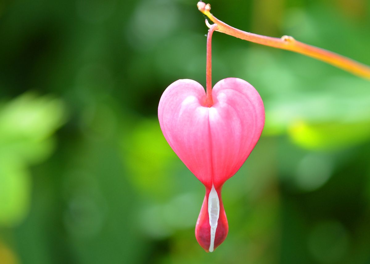 'Heart Flower' Poster, picture, metal print, paint by Devart | Displate