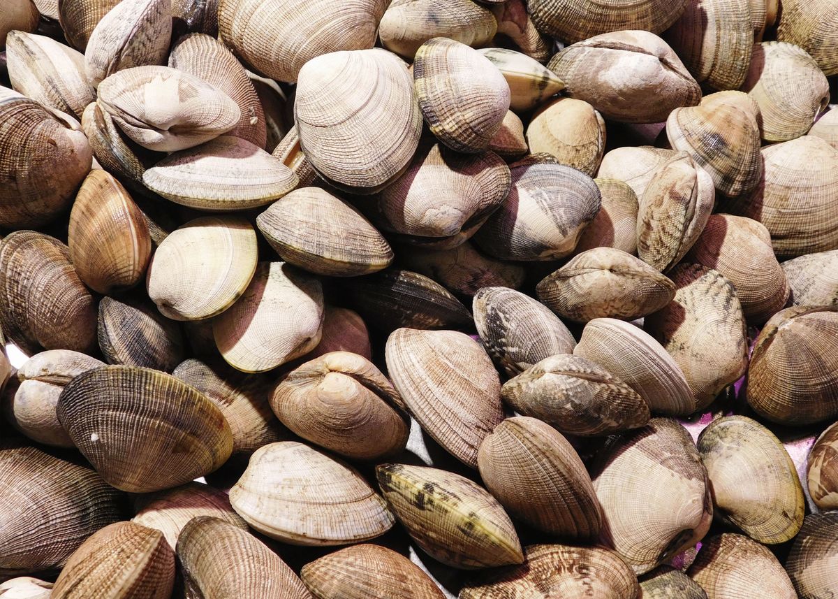 'clams' Poster, picture, metal print, paint by Marco Livolsi | Displate