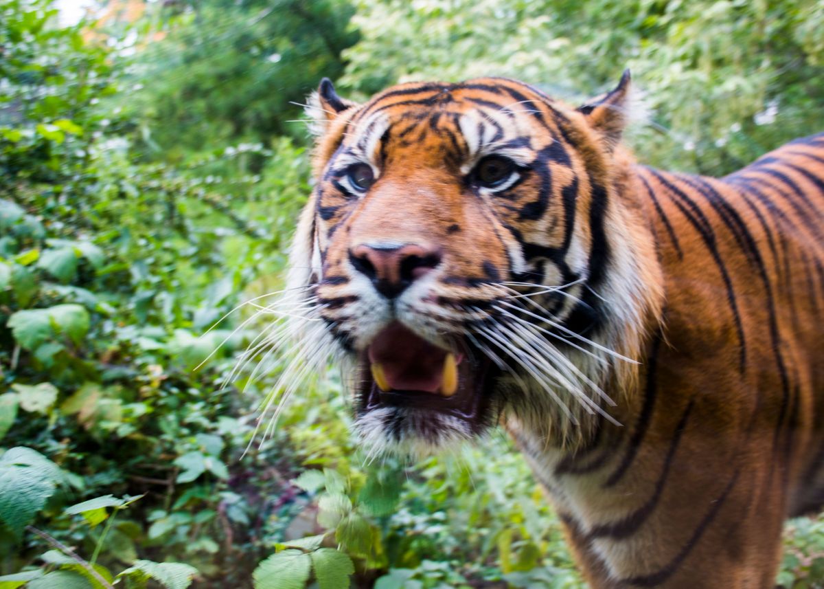 'Tigress' Poster by Maria Psaltidou | Displate