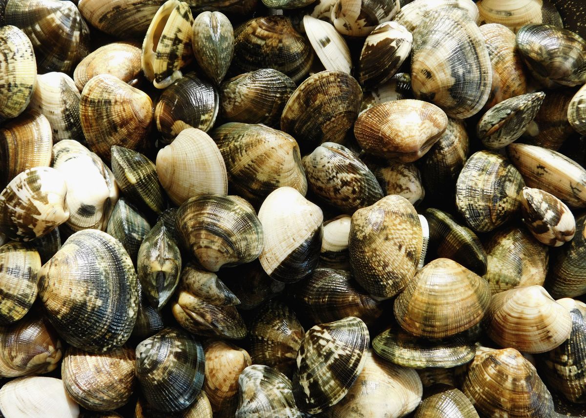 'clam texture' Poster, picture, metal print, paint by Marco Livolsi ...