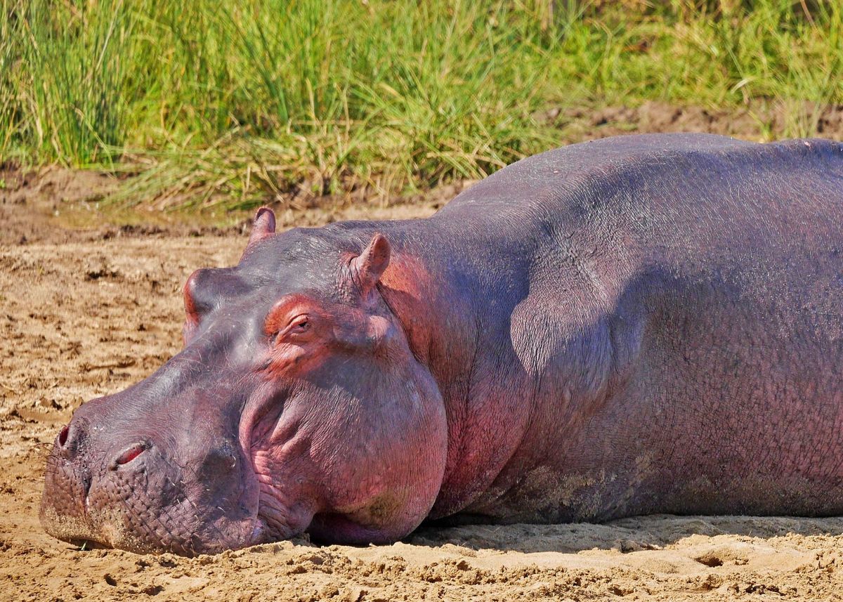 'Beautiful Hippo' Poster, picture, metal print, paint by Jane Lovering ...