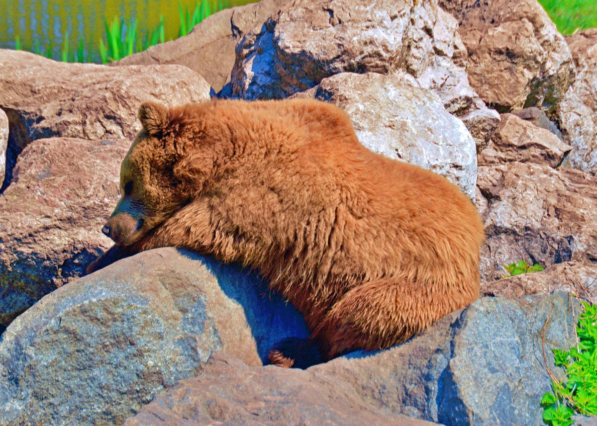 'Snoozing Bear' Poster, picture, metal print, paint by Jane Lovering ...