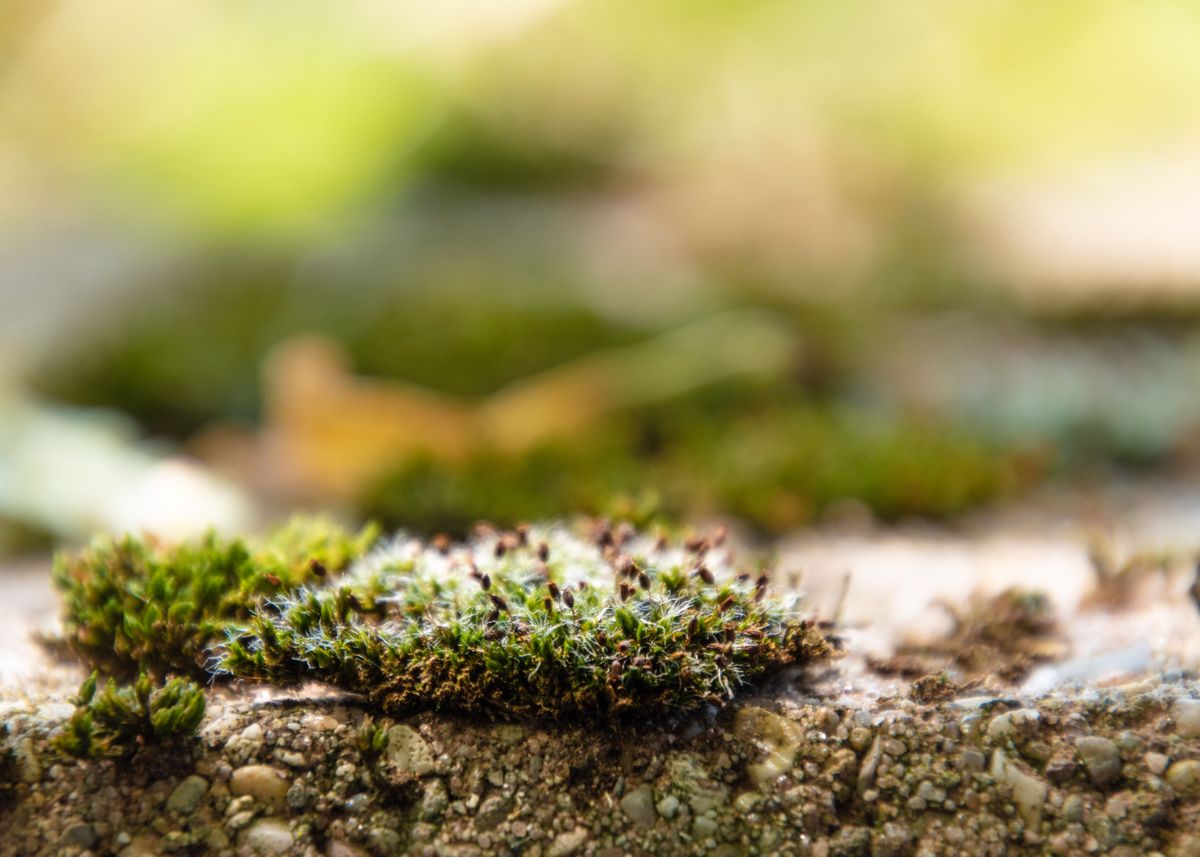 'Macro Moss' Poster, picture, metal print, paint by Lukas Kraus | Displate