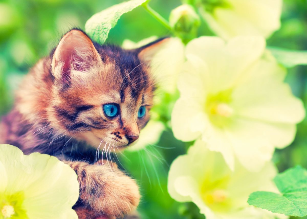 'Animals Cat Cute Feline Fl' Poster, picture, metal print, paint by ...
