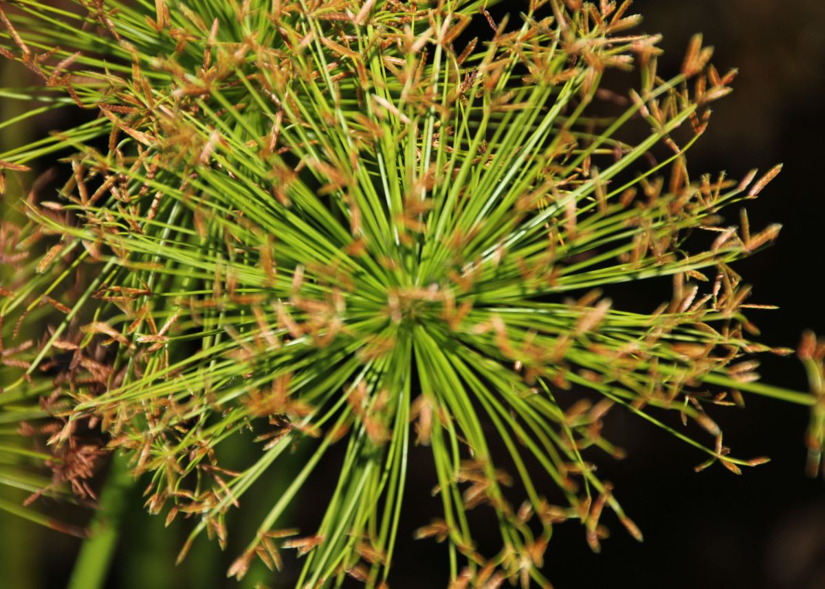 'papyrus' Poster, picture, metal print, paint by ASIRUN | Displate
