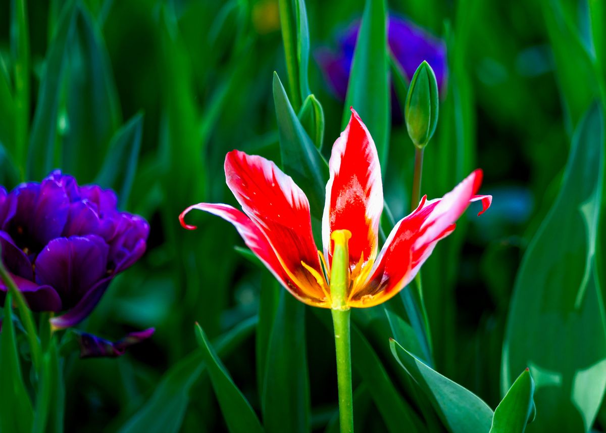 'Decaying Red Tulip Flower' Poster by Art Ofphotos | Displate