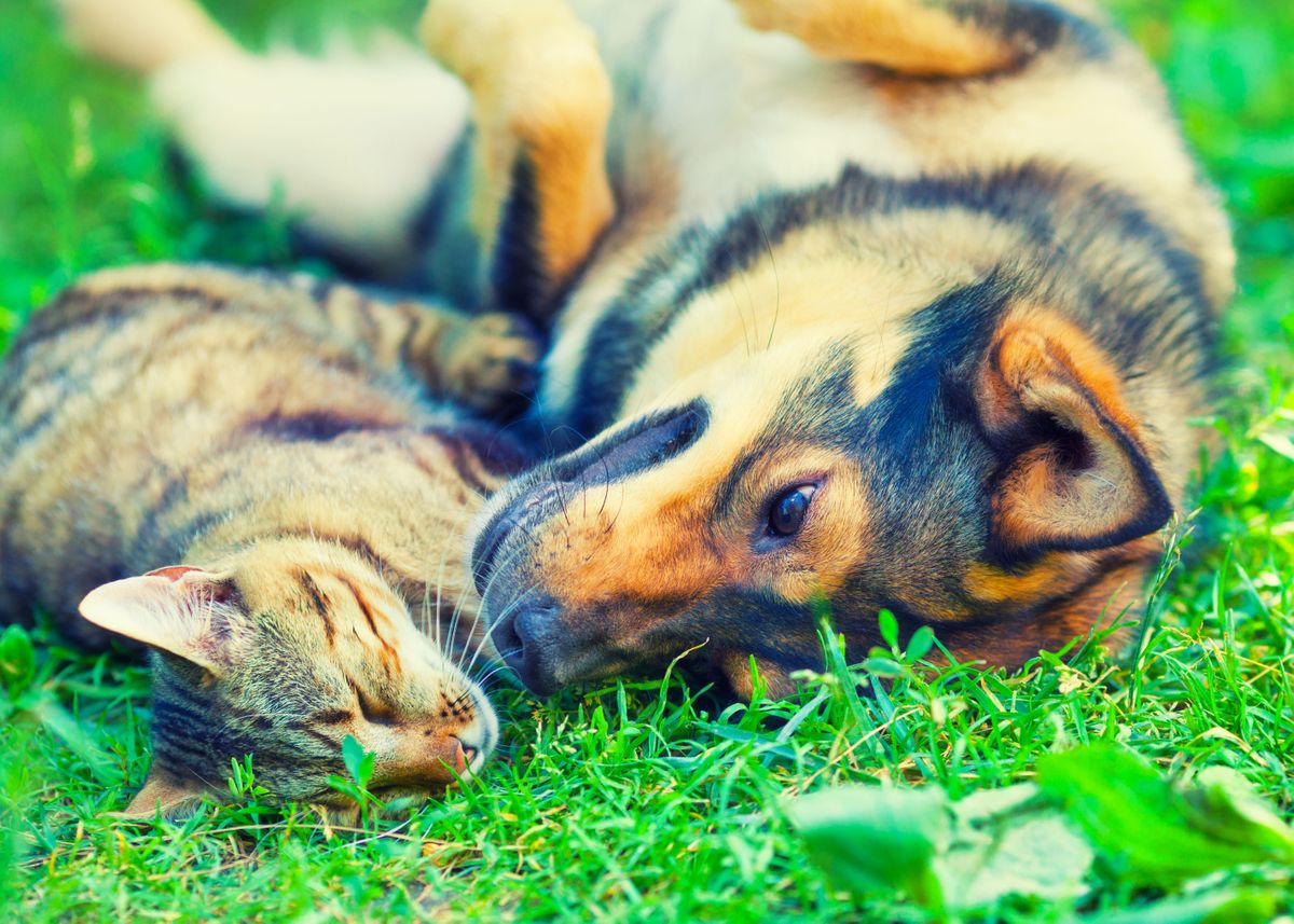 'Adorable Animal Back Bask ' Poster, picture, metal print, paint by ...