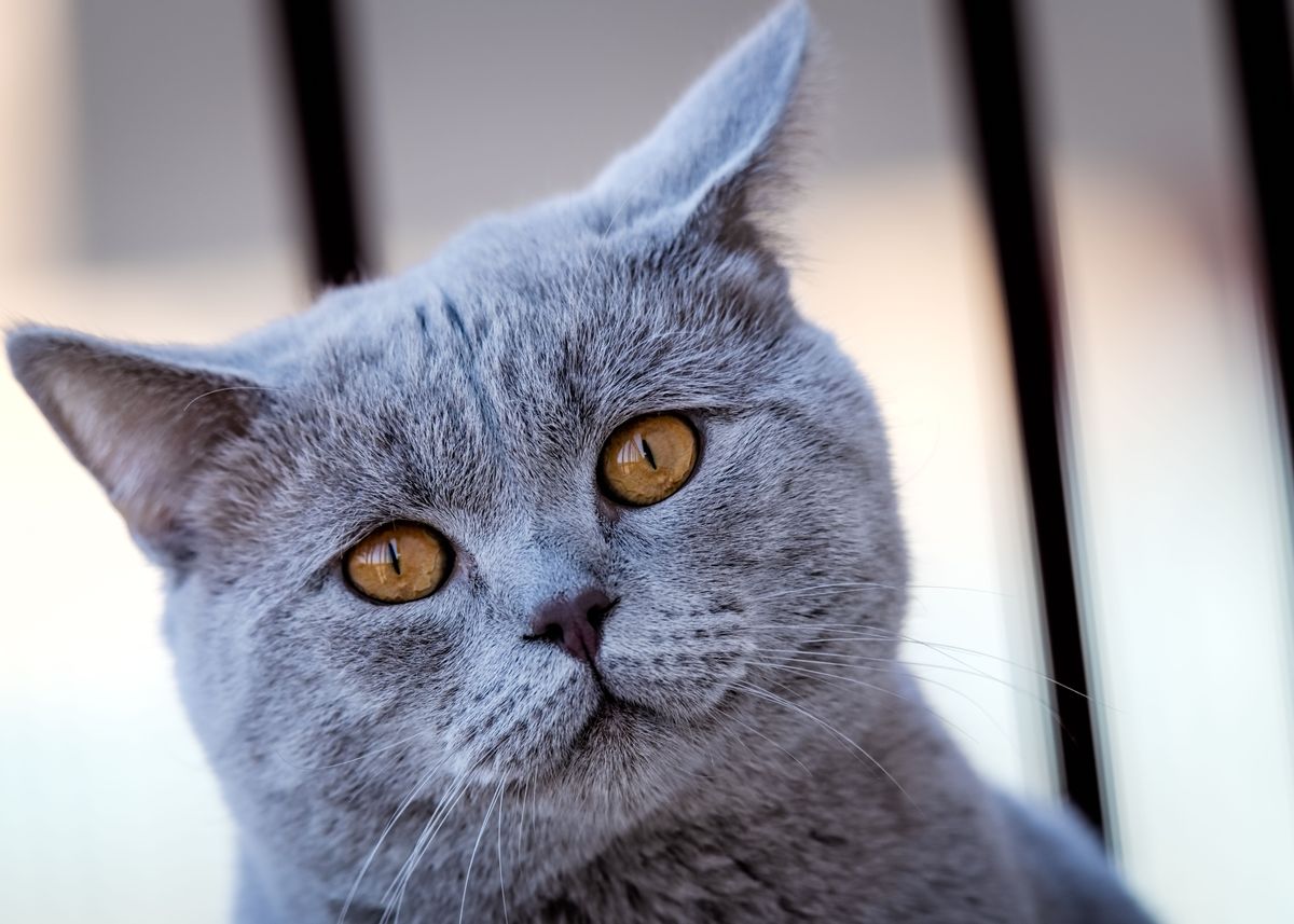 'Curios cat' Poster, picture, metal print, paint by Bujor Ovidiu Adrian ...