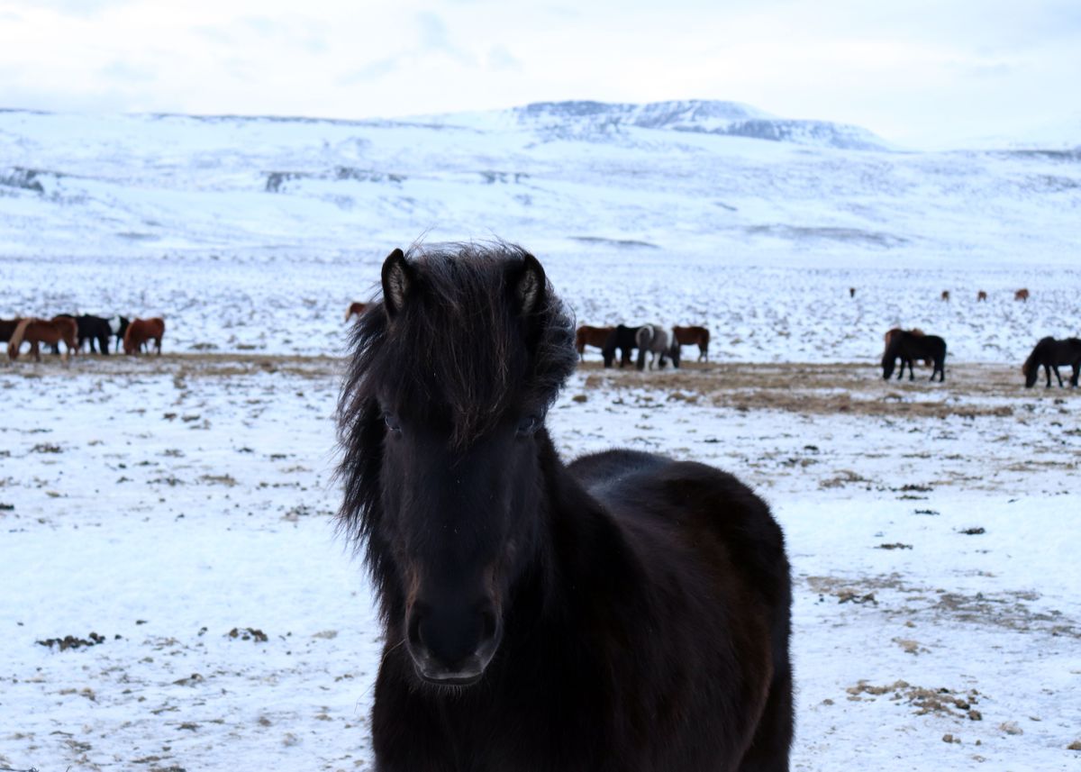 'Icelandic Horse' Poster, picture, metal print, paint by Jake Salmon ...