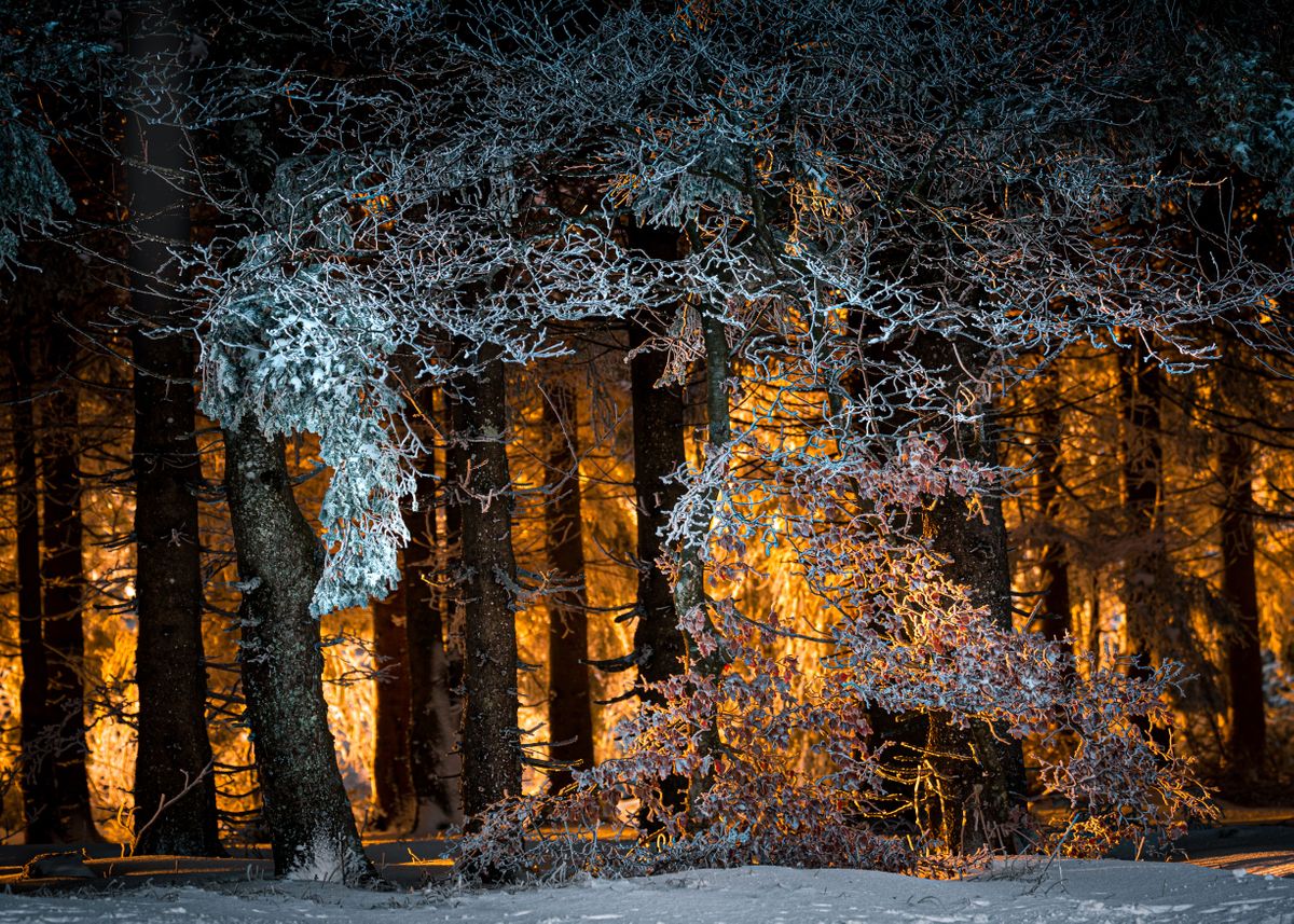 'Sunset winter forest' Poster, picture, metal print, paint by Wiktor ...
