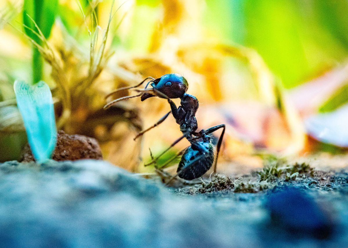 'Ant' Poster, picture, metal print, paint by Haruka Studio | Displate
