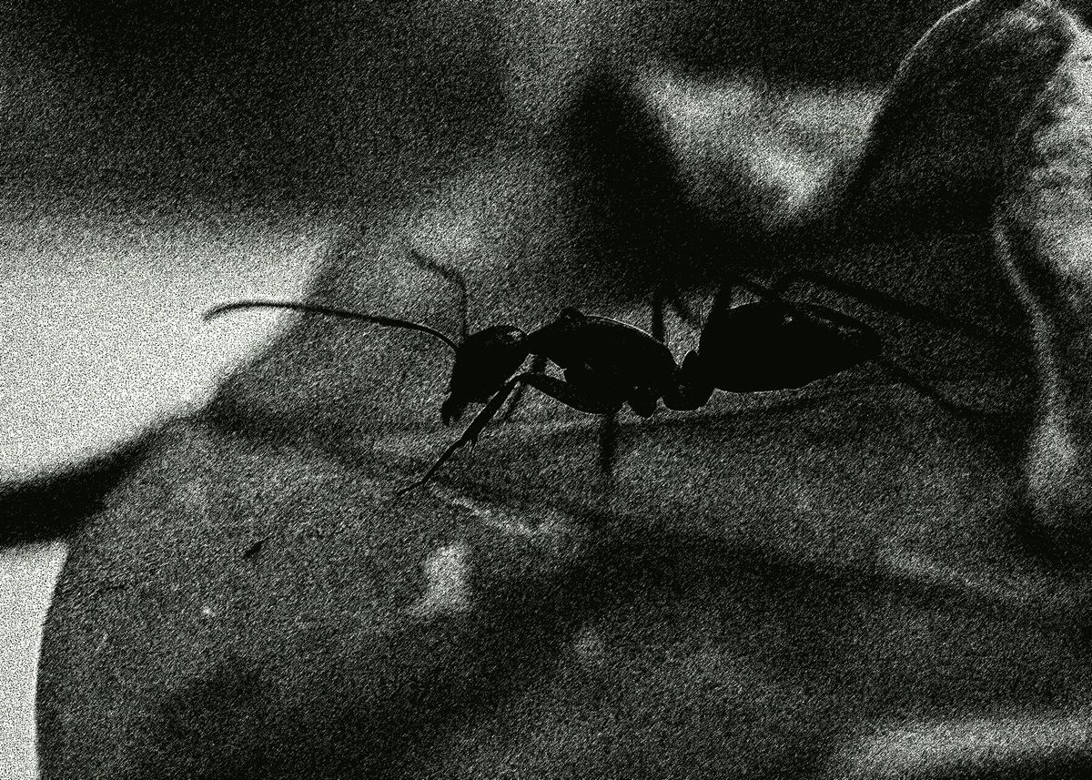 'Ant' Poster by Haruka Studio | Displate