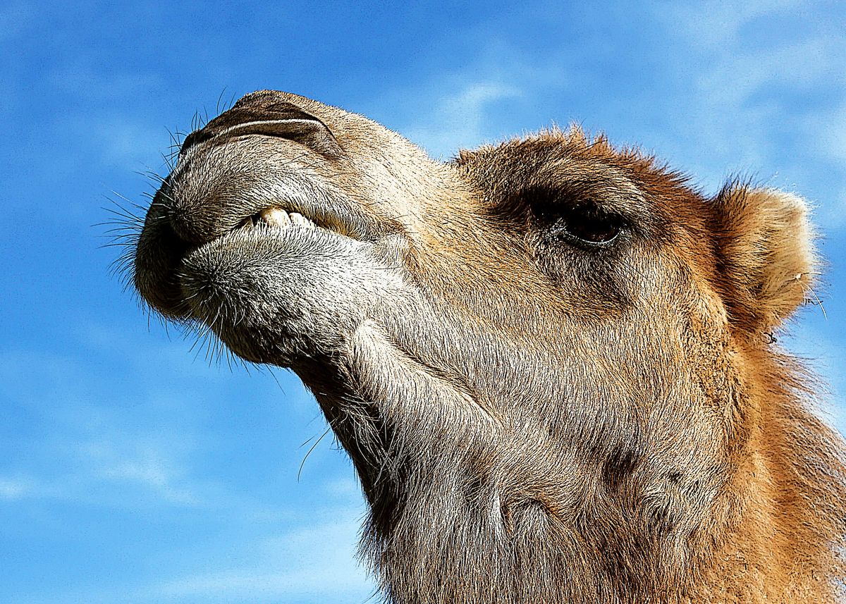 'Camel camel' Poster by Haruka Studio | Displate