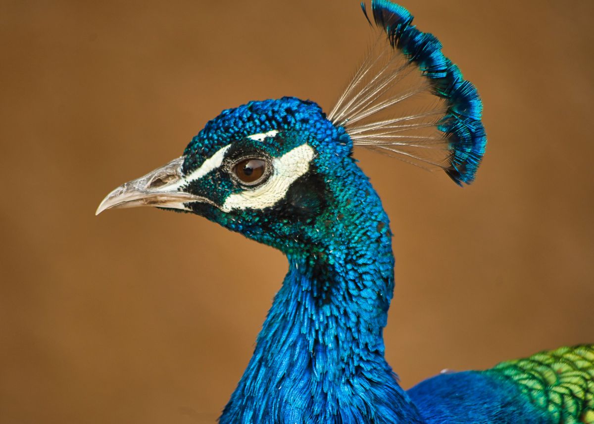 'Blue Peacock' Poster, picture, metal print, paint by Matthew Welborn ...