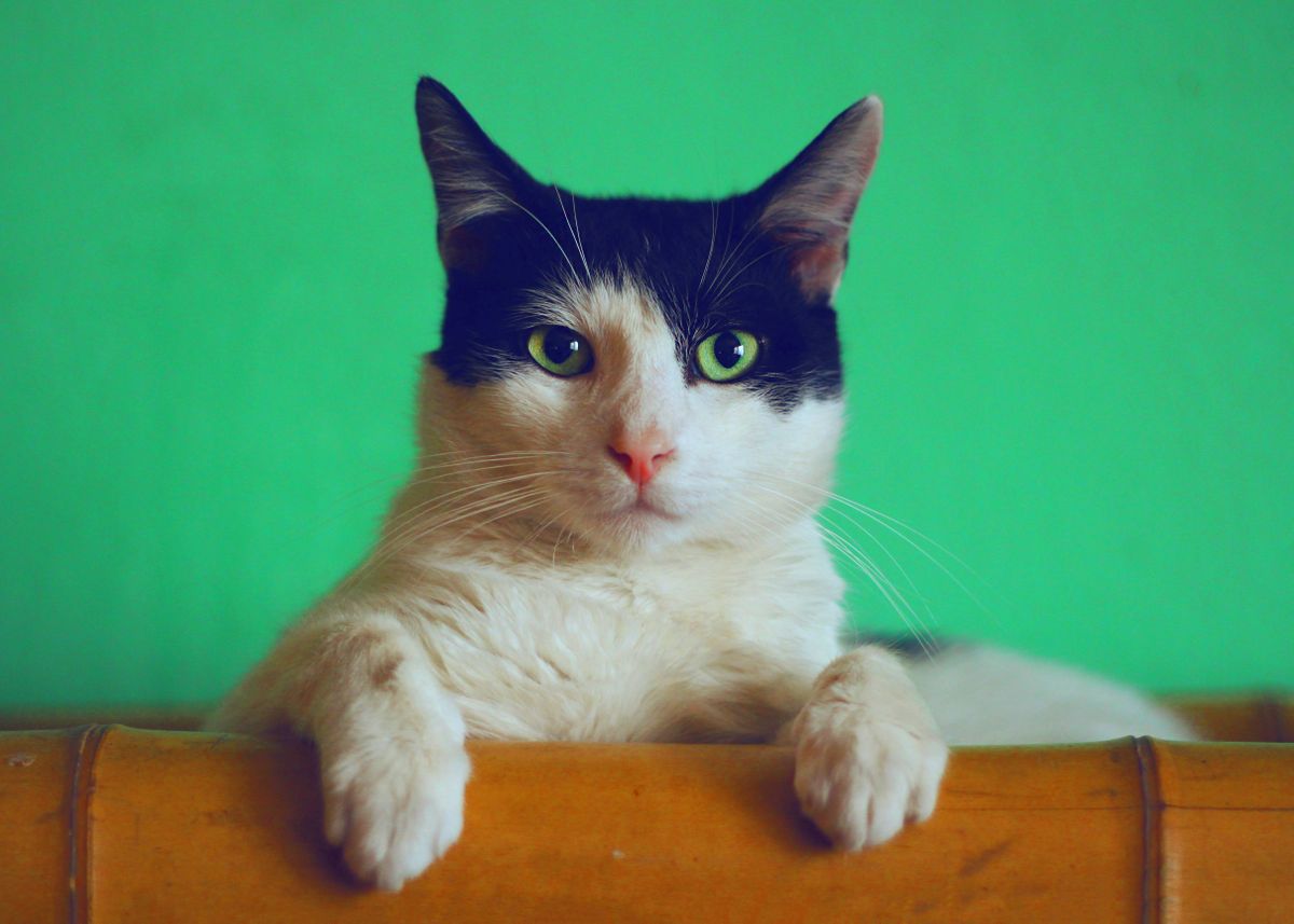 'Cat green background' Poster by CreativeCloud | Displate