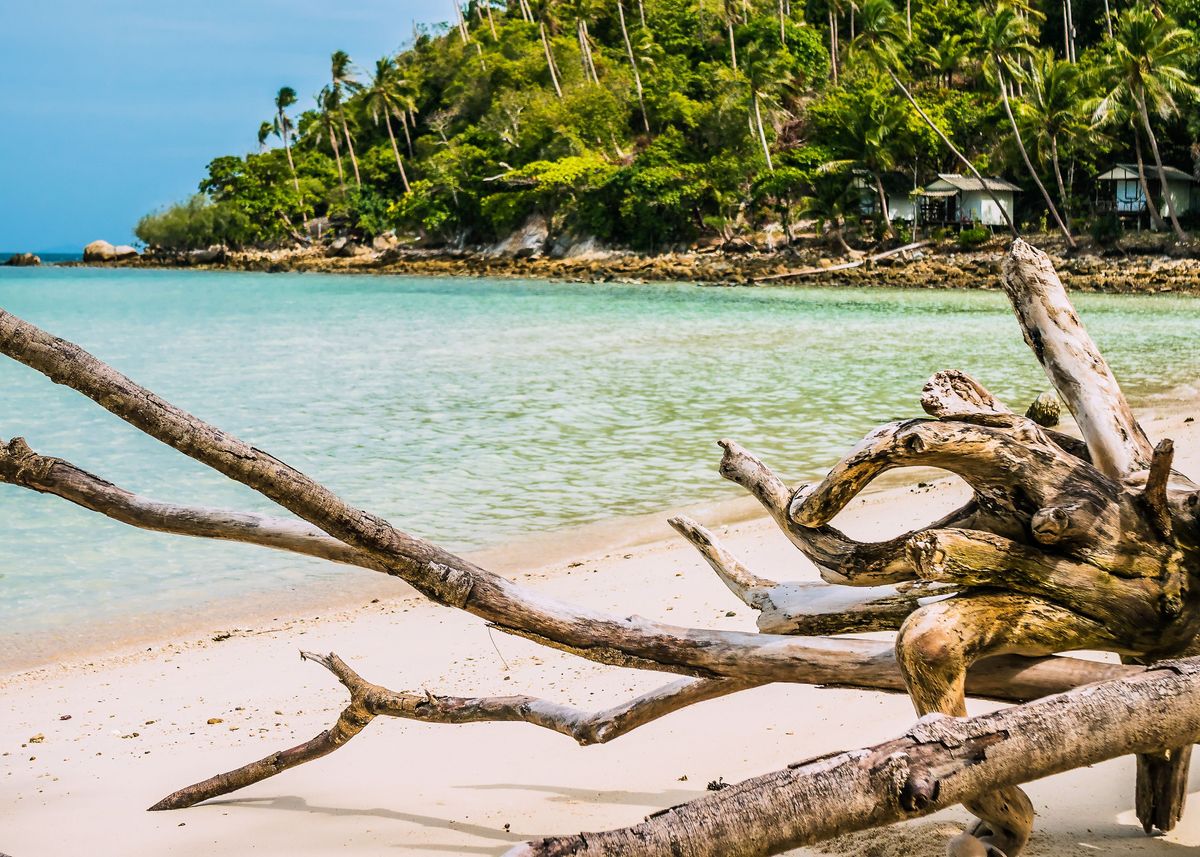 'Dry Root On Haad Salad Bea' Poster, picture, metal print, paint by ...