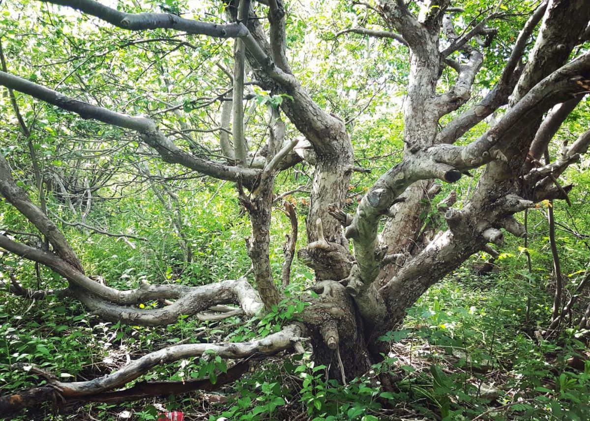 'Twisted Tree' Poster, picture, metal print, paint by Crystal Grenier ...