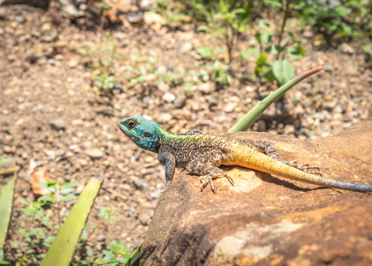 'Agama lizard ' Poster, picture, metal print, paint by Ava Peattie ...