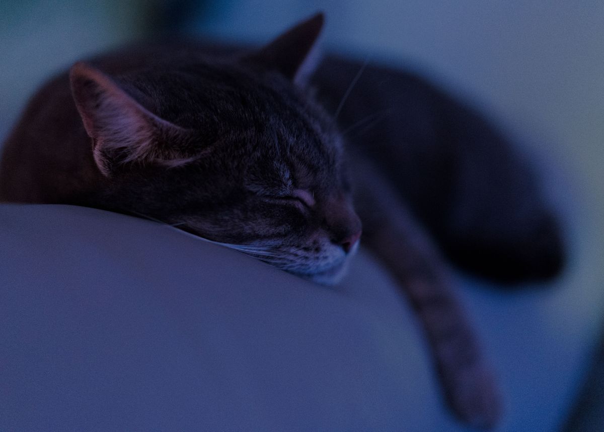 'chill cats' Poster by Vanlife | Displate