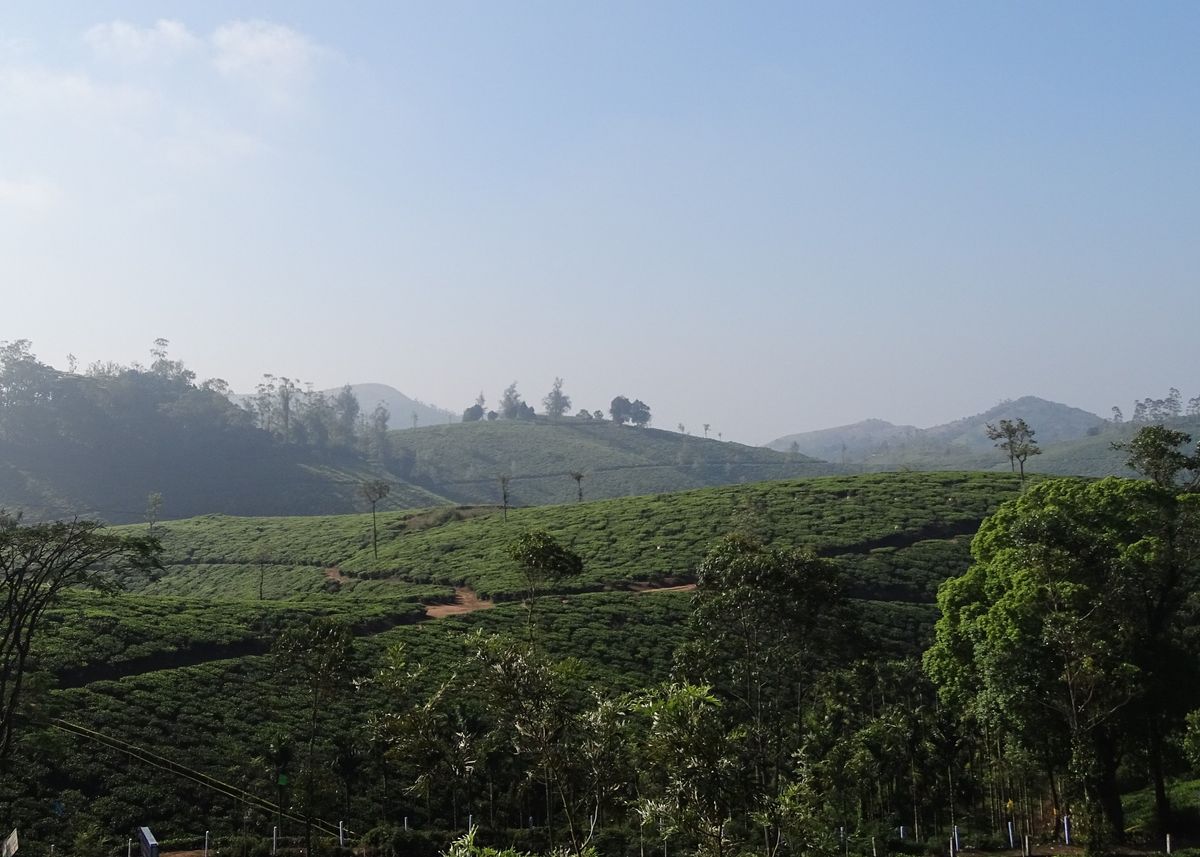 'tea plantage in munnar' Poster, picture, metal print, paint by Dana ...