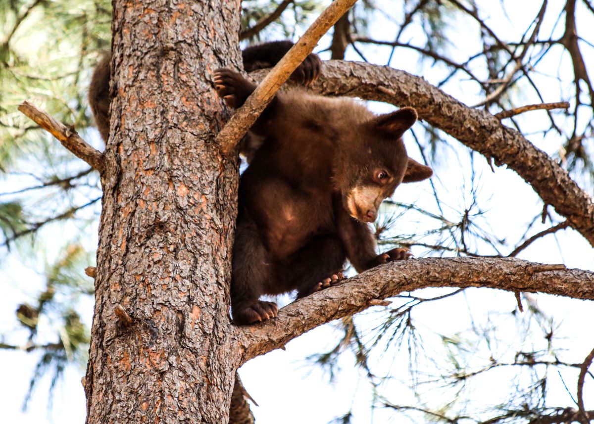 'Koda perched in his tree' Poster, picture, metal print, paint by ...
