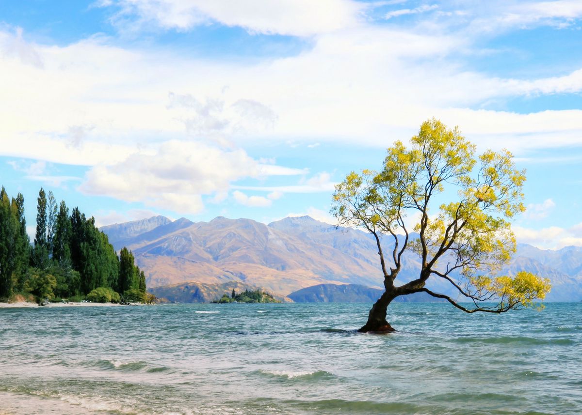 'Wanaka Tree New Zealand' Poster, picture, metal print, paint by Max ...