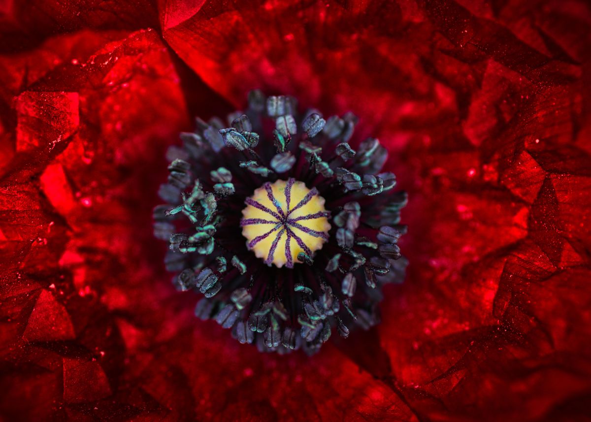 'Poppy eye' Poster, picture, metal print, paint by Blomme Sébastien ...