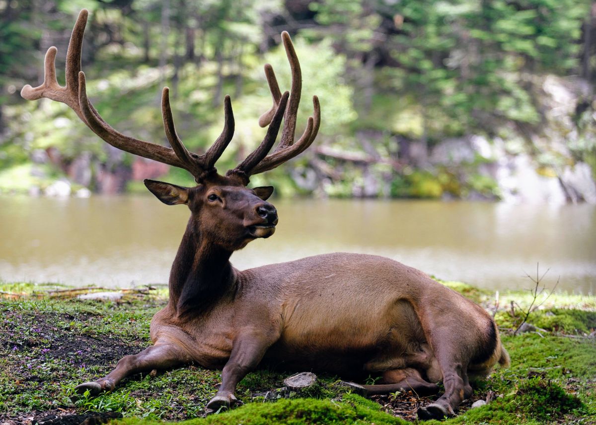 'Deer Chilling In The Woods' Poster by Bear Amber Art | Displate