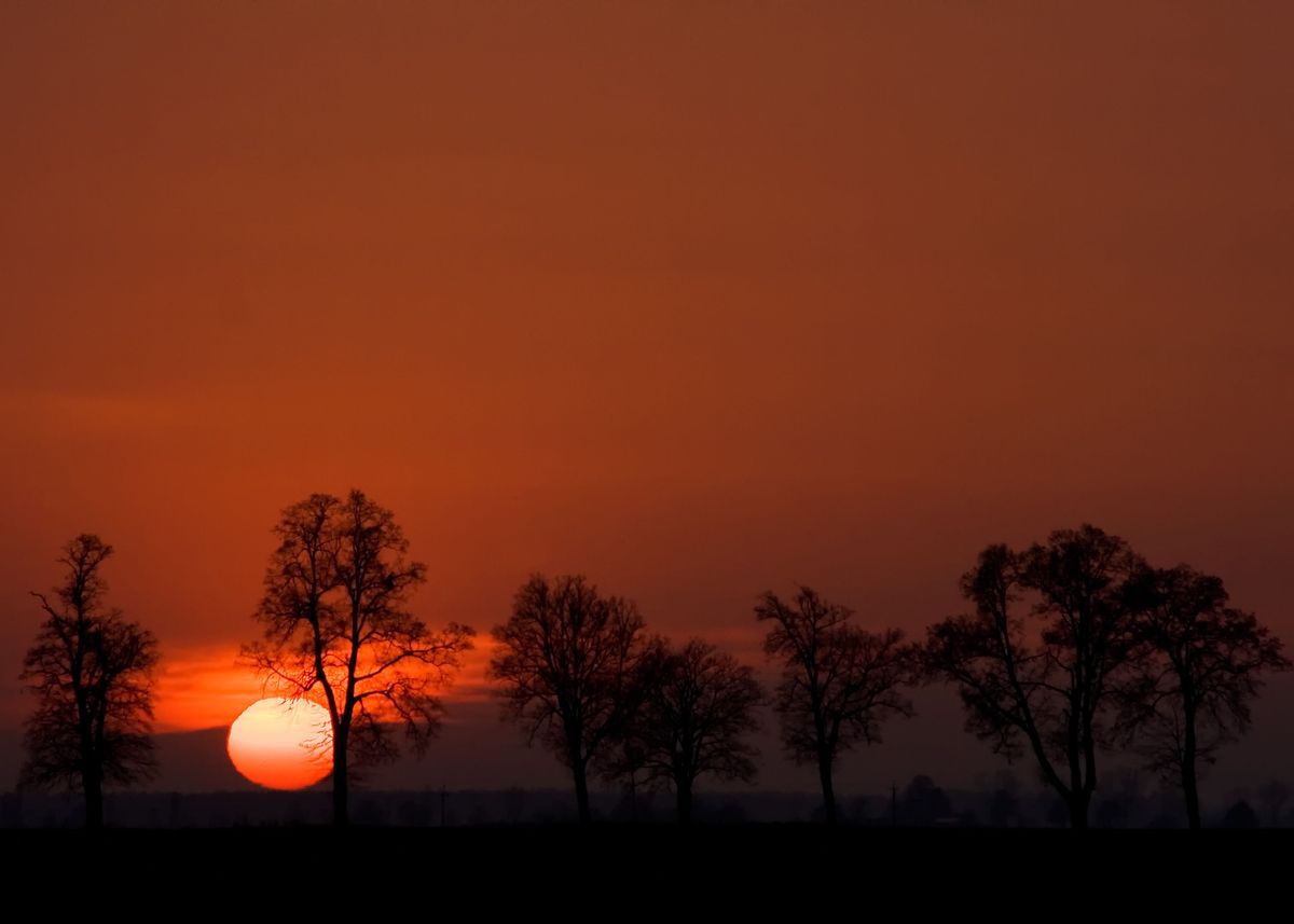 'Day Sun Set Hot Red Sky Tr' Poster, picture, metal print, paint by ...