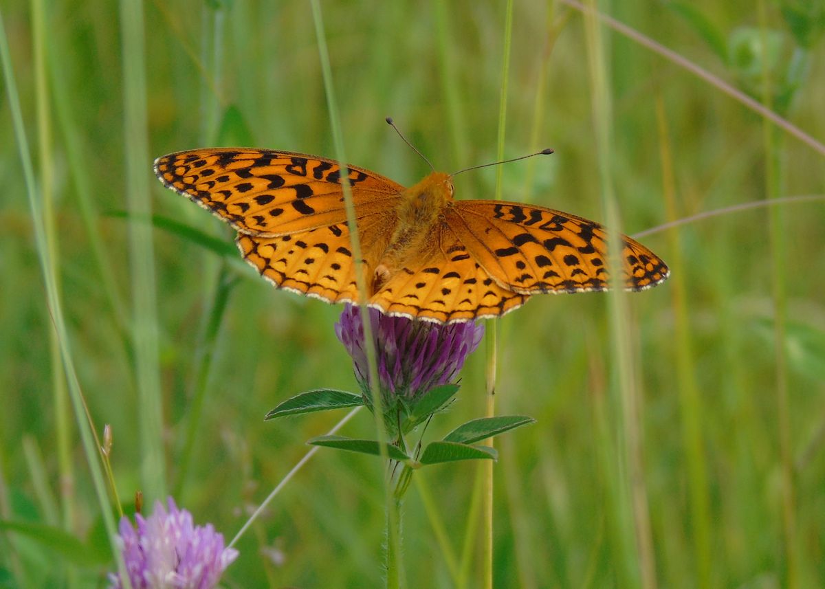 'Flutter' Poster by Dollface243 | Displate