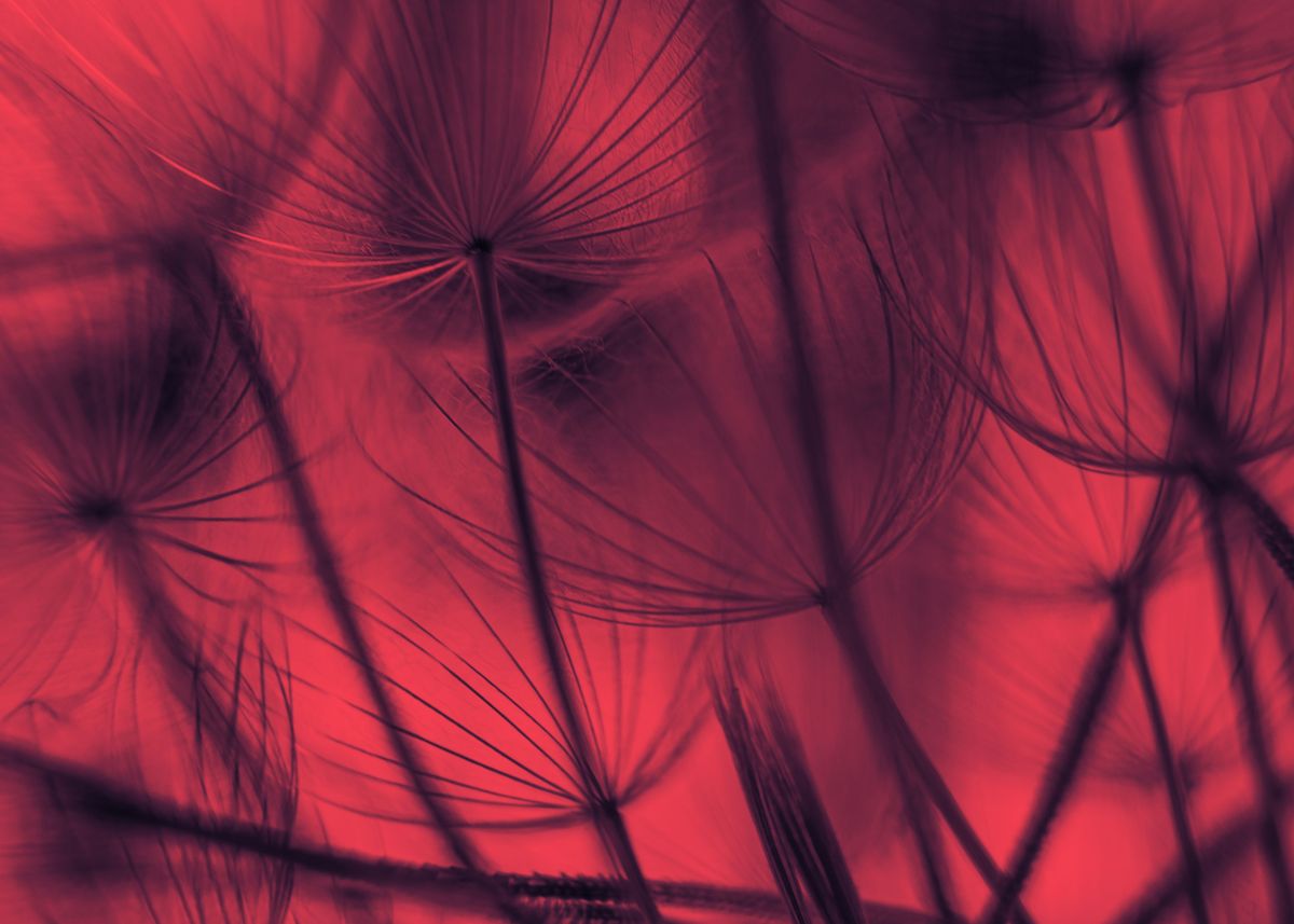 'Red dandelion macro shot ' Poster, picture, metal print, paint by ...