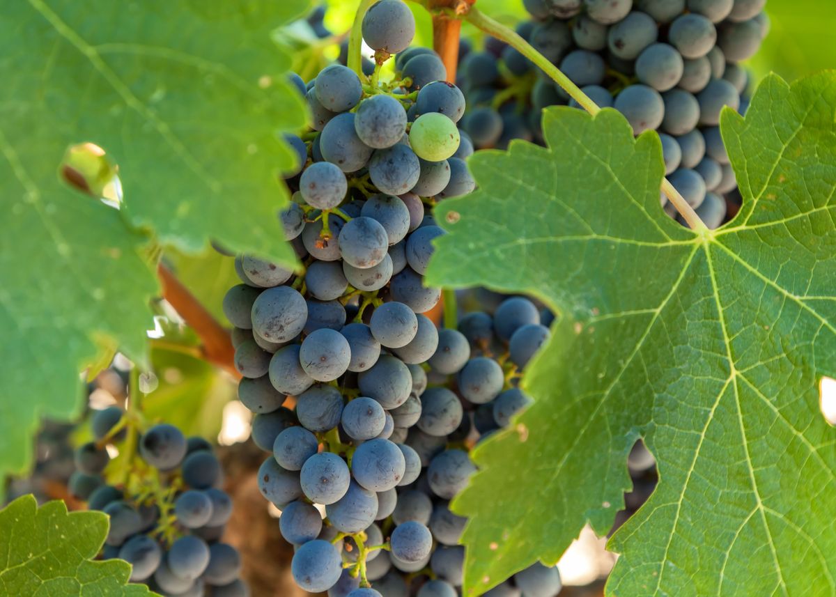 'grapes' Poster by Jonathan Nguyen | Displate
