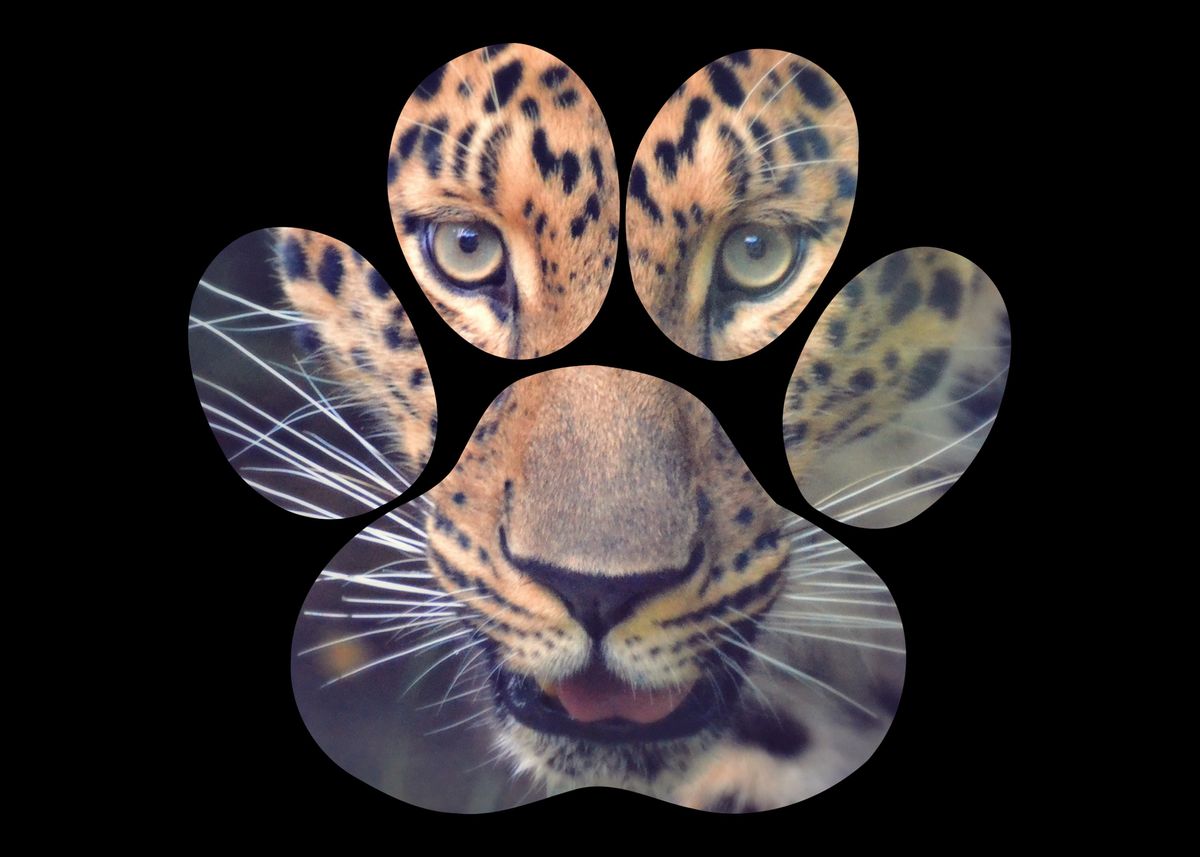 'Leopard Eyes Paw Animal Ca' Poster, picture, metal print, paint by ...