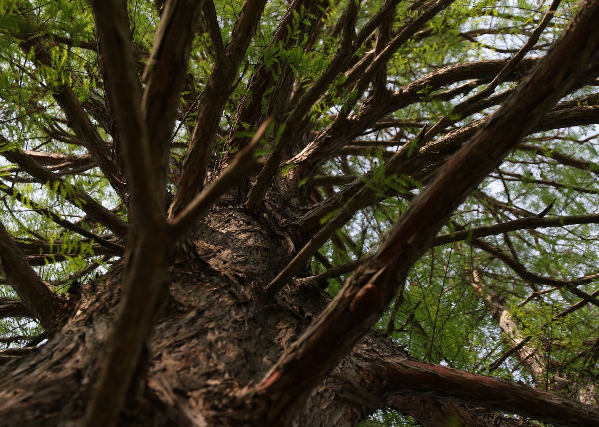 'Tree Trunk' Poster by Bradley | Displate