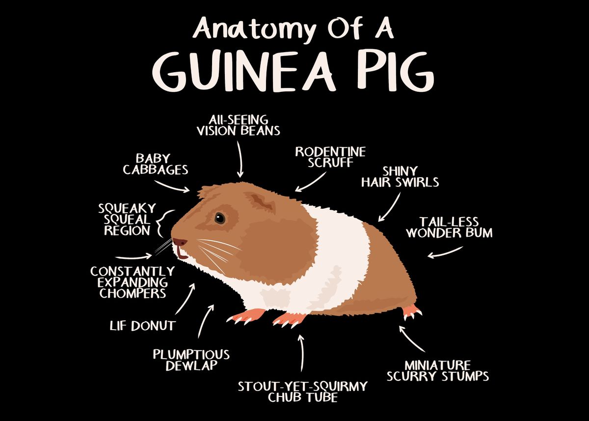 'Anatomy of a Guinea Pig' Poster, picture, metal print, paint by ...