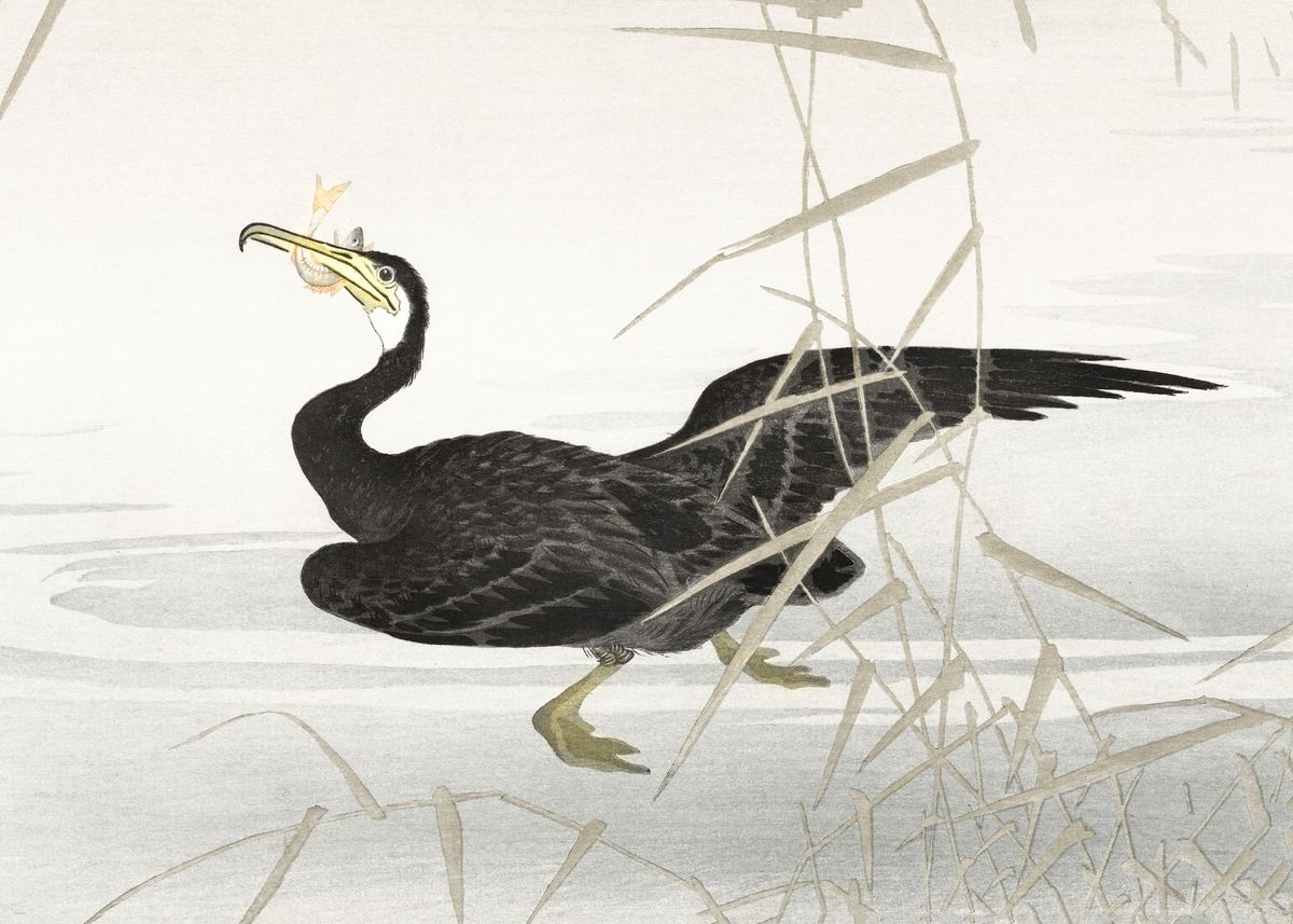 'Japanese cormorant' Poster, picture, metal print, paint by tony4urban ...