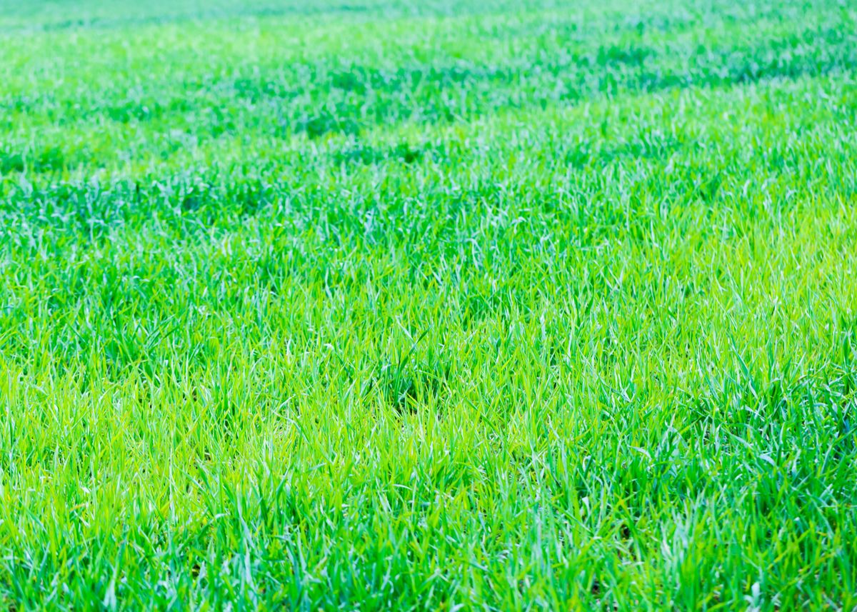 'Agriculture Asia Autumn Ba' Poster, picture, metal print, paint by ...