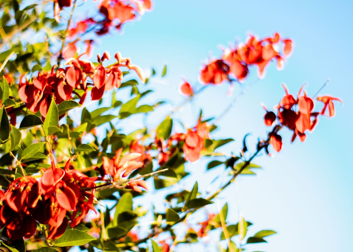 'Ceibo' Poster, picture, metal print, paint by DimasSaguier | Displate