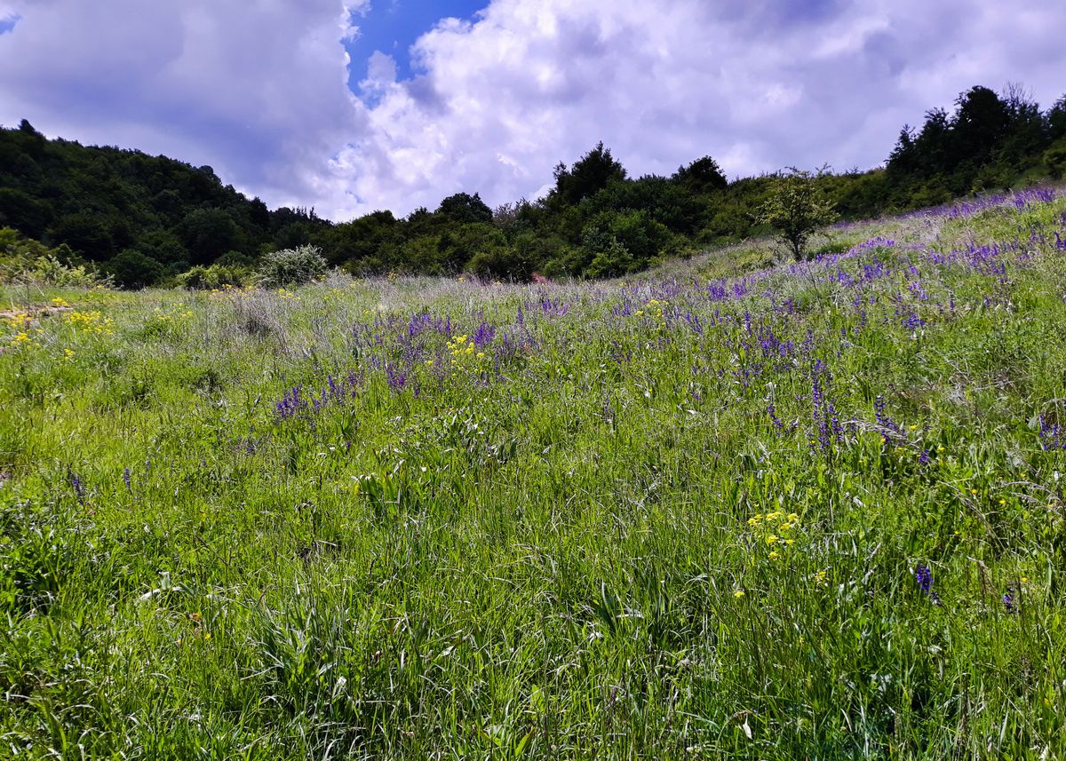 'Bells field' Poster, picture, metal print, paint by Edy Art Space ...