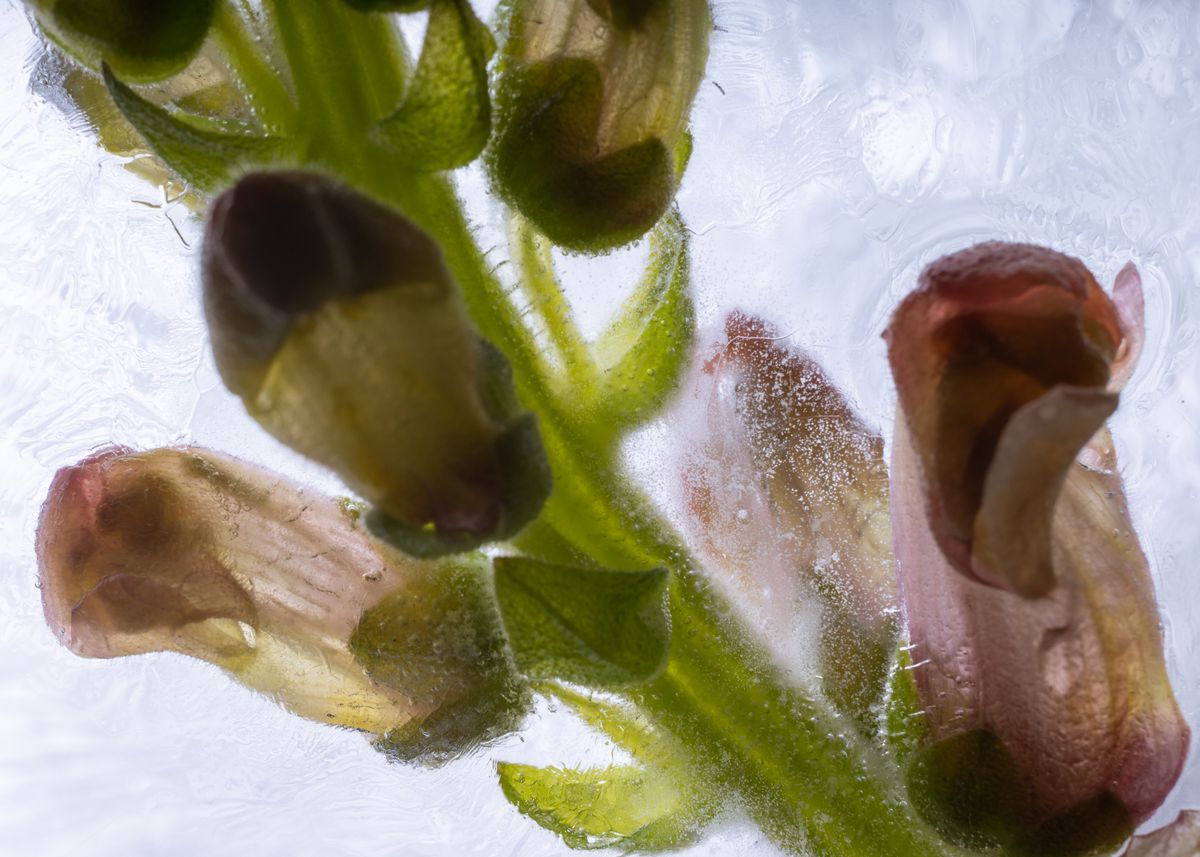 'Snapdragon in ice 3' Poster, picture, metal print, paint by Marc ...