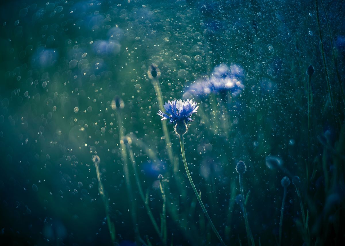 'cornflower blue' Poster by Beata Jakubas | Displate