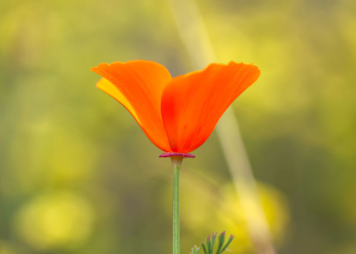 'California Poppy' Poster, picture, metal print, paint by Jonathan ...