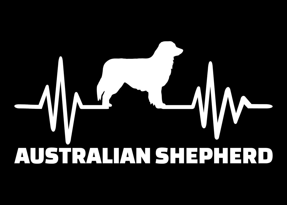 'Australian Shepherd' Poster, picture, metal print, paint by Designzz ...