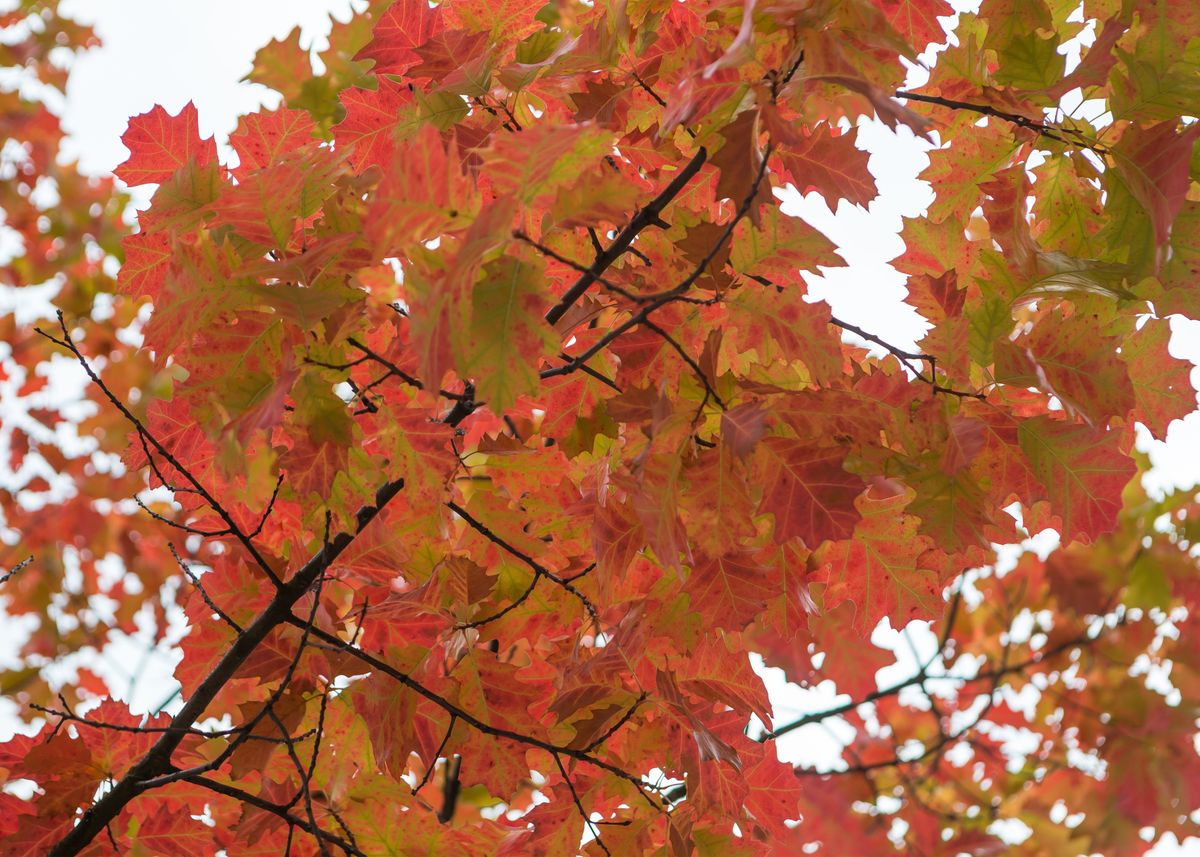 'Nature Forest Foliage Oran' Poster, picture, metal print, paint by ...