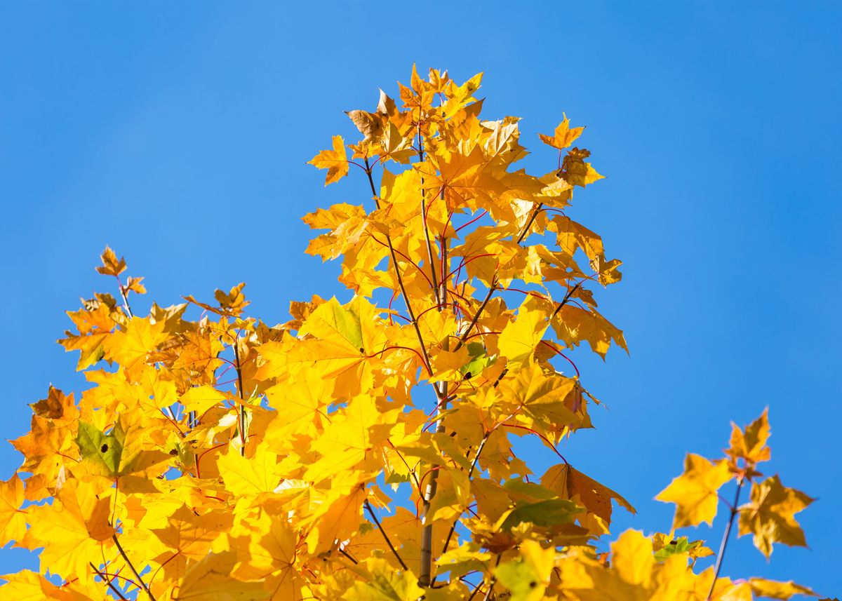 'Nature Forest Foliage Oran' Poster, picture, metal print, paint by ...