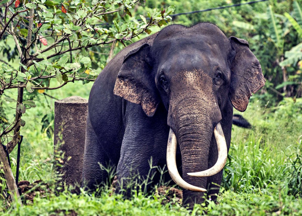 'The Asian Elephant' Poster, picture, metal print, paint by Jane ...